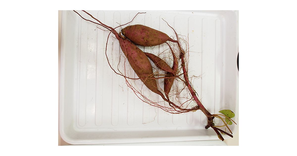 Sweet Potato Digging